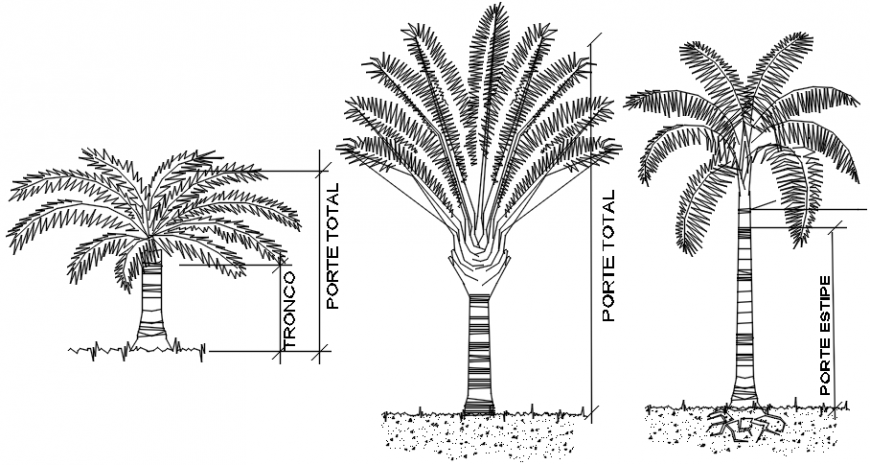 Multiple palm tree elevations cad drawing details dwg file Multiple palm tree elevations cad drawing details dwg file